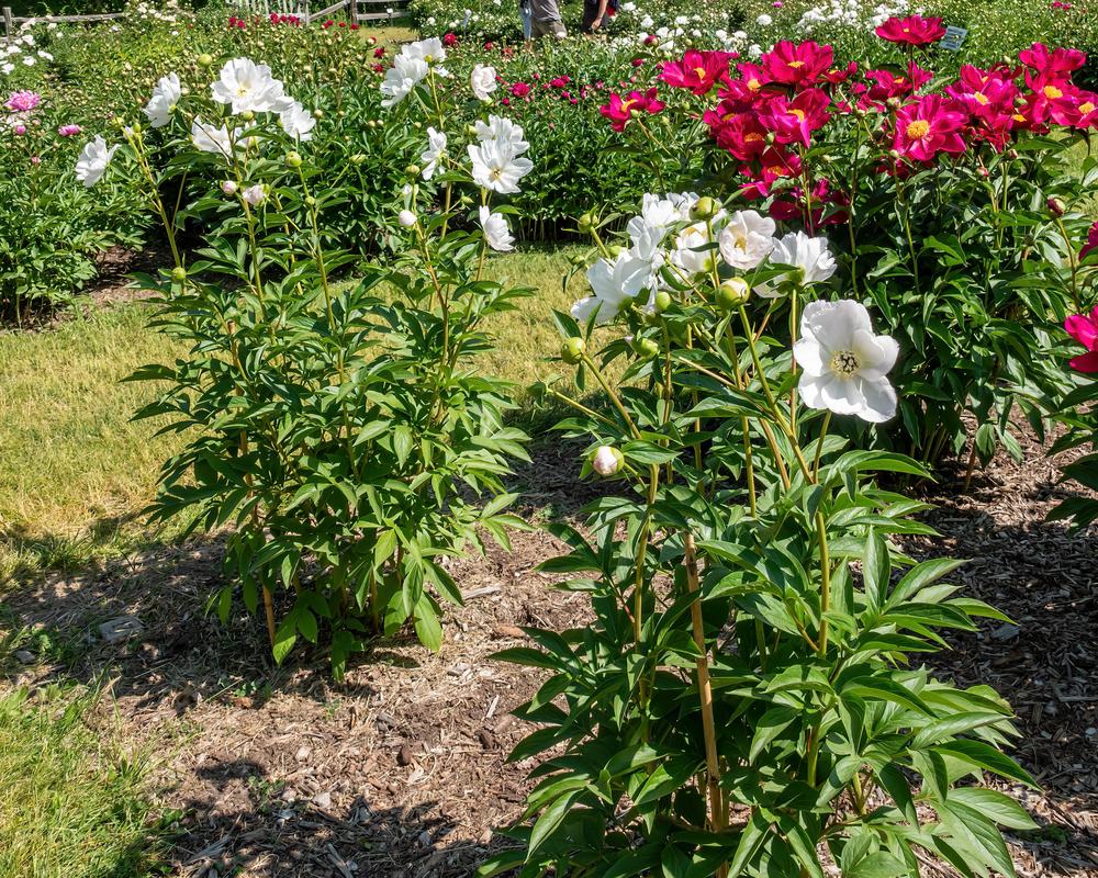 Photo of the entire plant of Peony (Paeonia 'White Innocence') posted ...