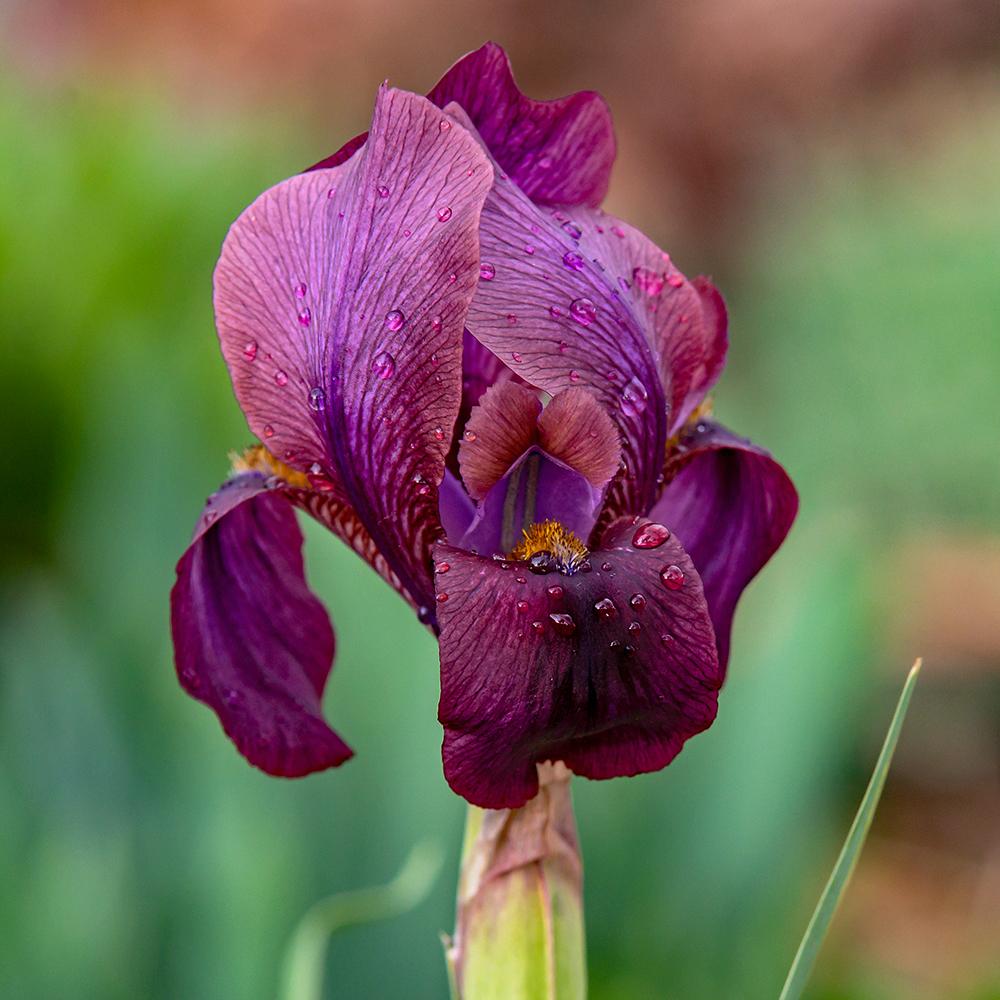 Photo of the bloom of Aril Iris (Iris 'Ballalaika Music') posted by ...