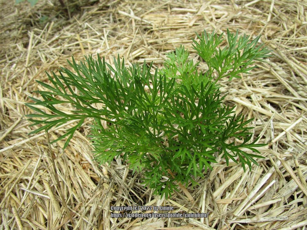 Parsley (Petroselinum crispum 'Menuette') in the Parsleys Database ...