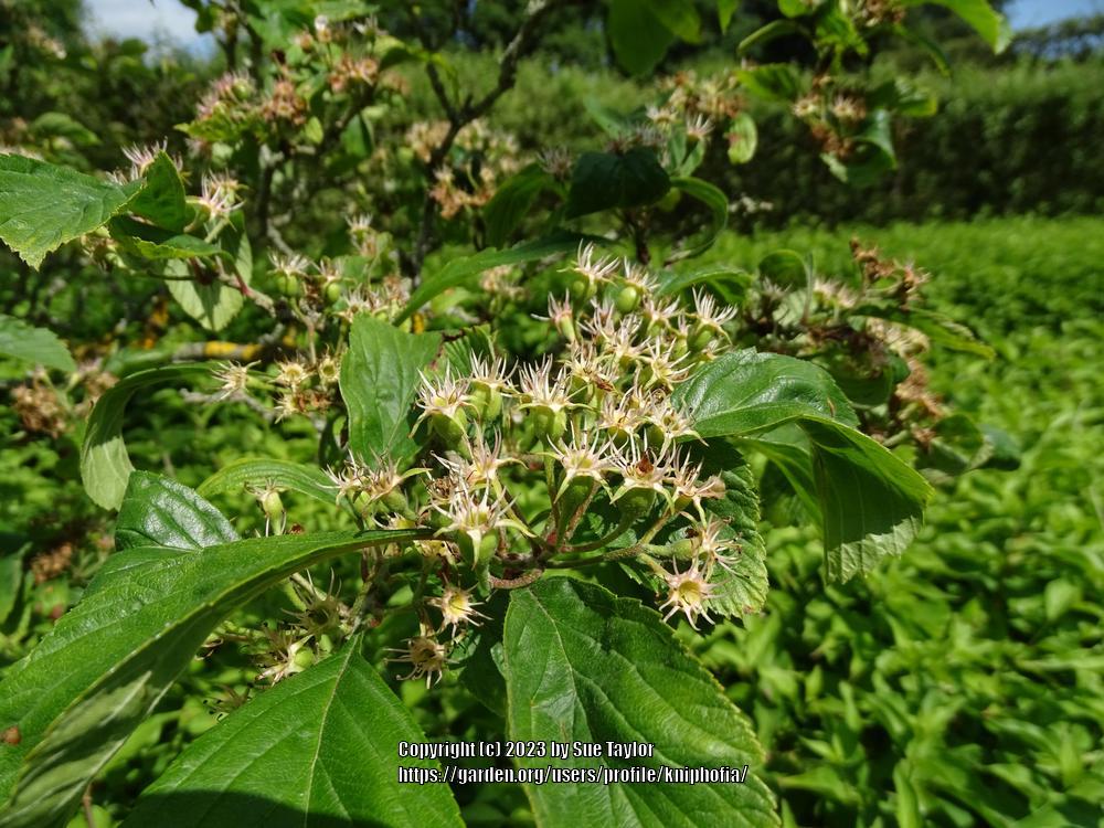Photo of the seed pods or heads of Hawthorn (Crataegus punctata 'Ohio ...
