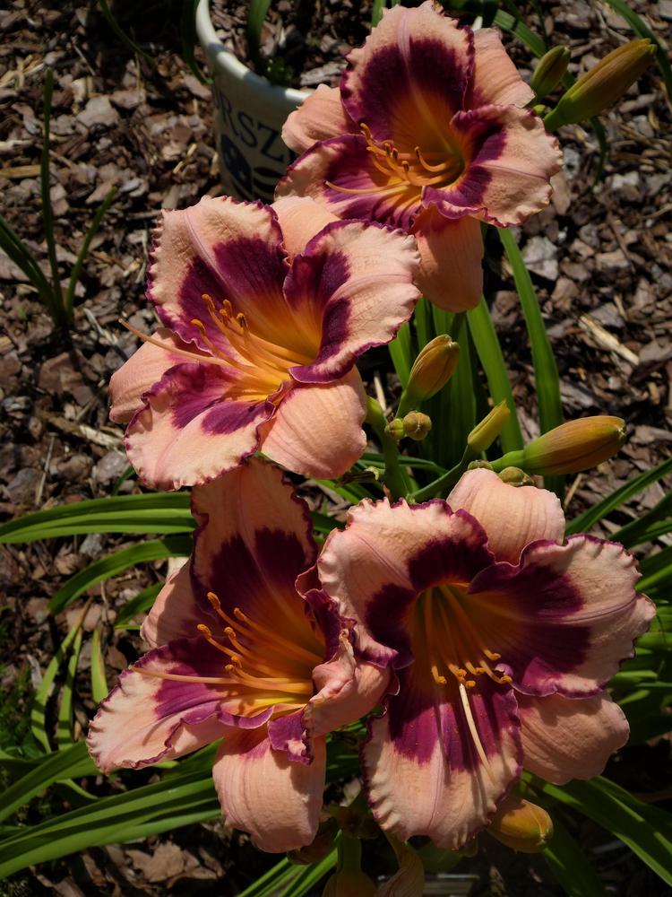 Photo of the bloom of Daylily (Hemerocallis 'Blushing Summer Valentine ...