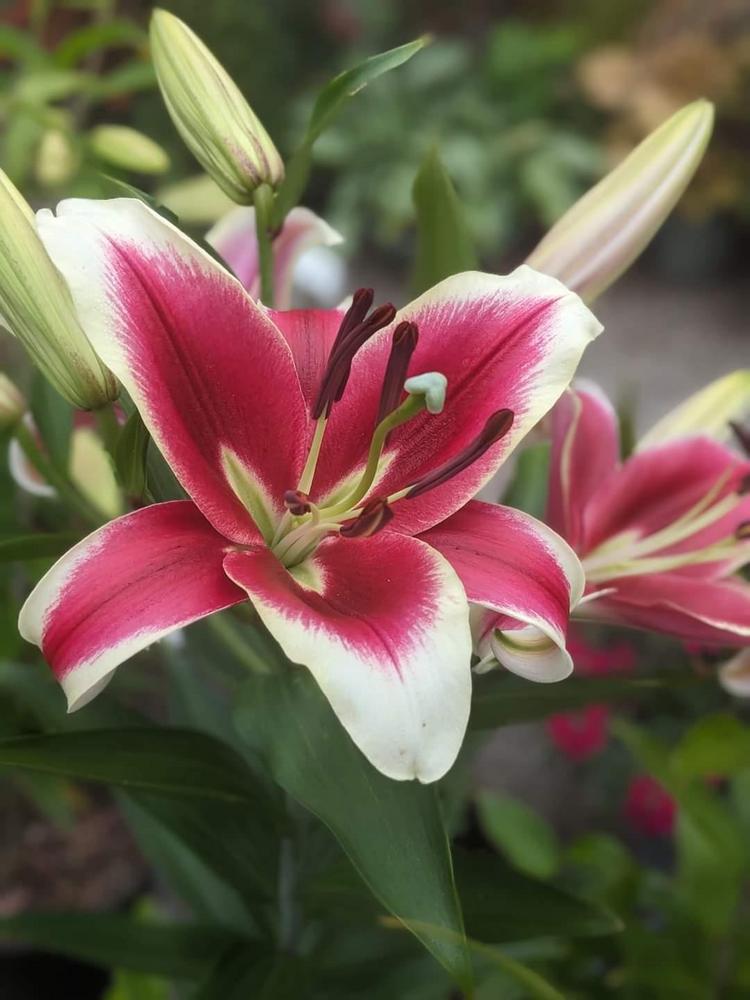 Photo of the bloom of Lily (Lilium 'Flashpoint') posted by Joy - Garden.org