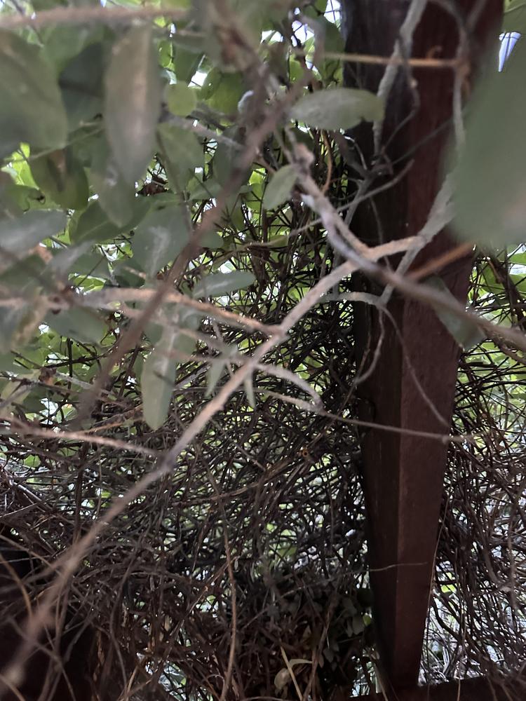 Honeysuckle/ Wisteria dripping sticky stuff with white on branches. in ...