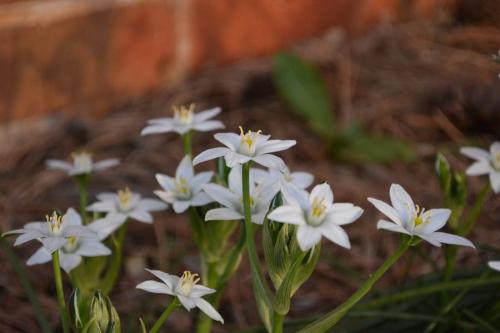 I'm sure you are being accurate about False-Garlic... for growing ...