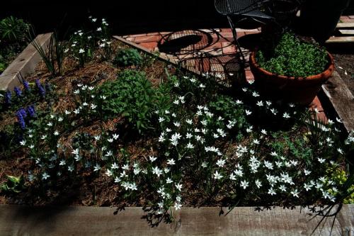 I'm sure you are being accurate about False-Garlic... for growing ...