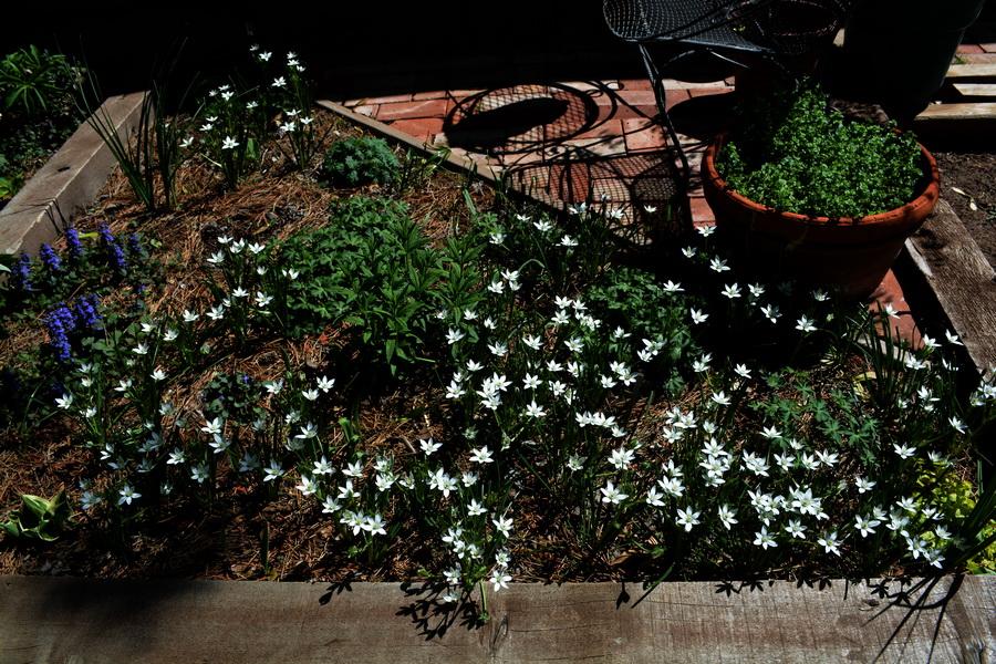 I'm sure you are being accurate about False-Garlic... for growing ...