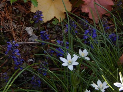 I'm sure you are being accurate about False-Garlic... for growing ...