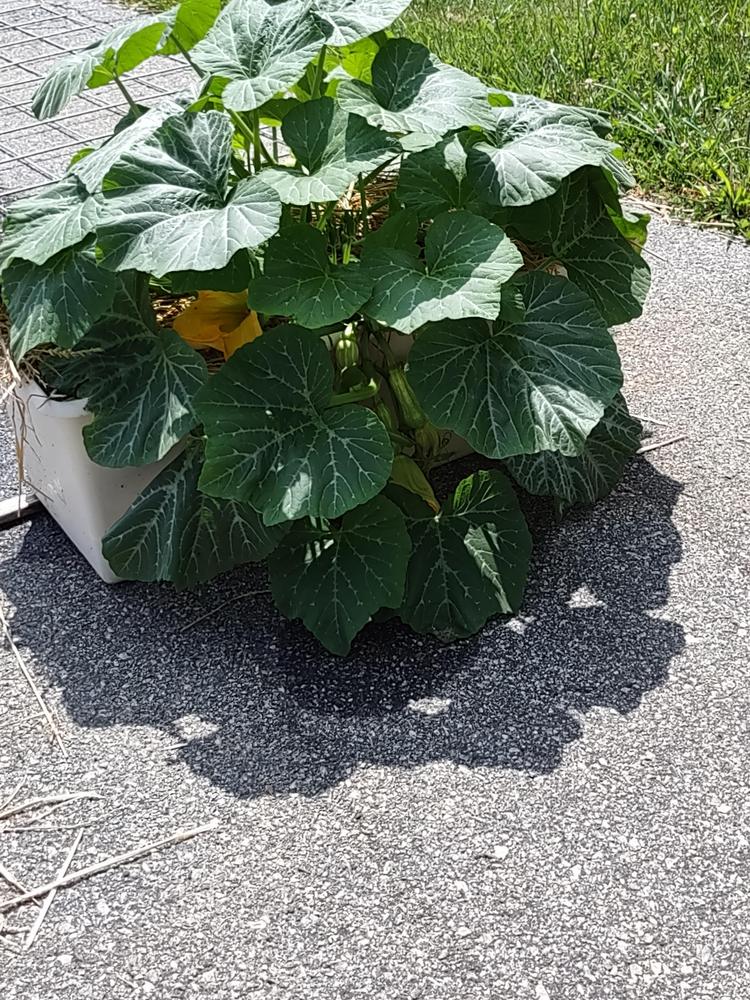 Photo of the entire plant of Butternut Squash (Cucurbita moschata ...
