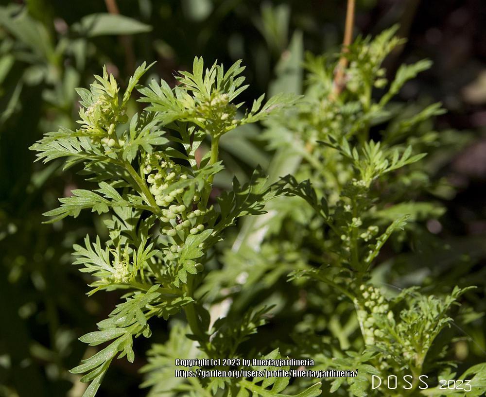 Photo of the entire plant of Quimpe (Lepidium didymum) posted by ...