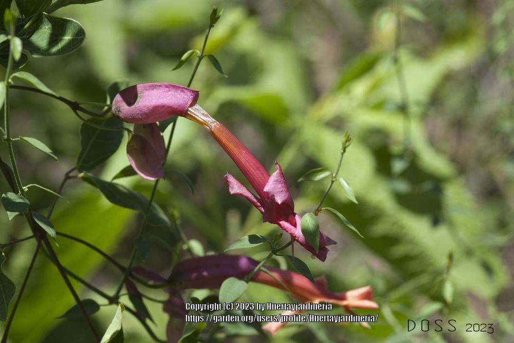 Photo of the bloom of Sacha Huasca (Dolichandra cynanchoides) posted by ...