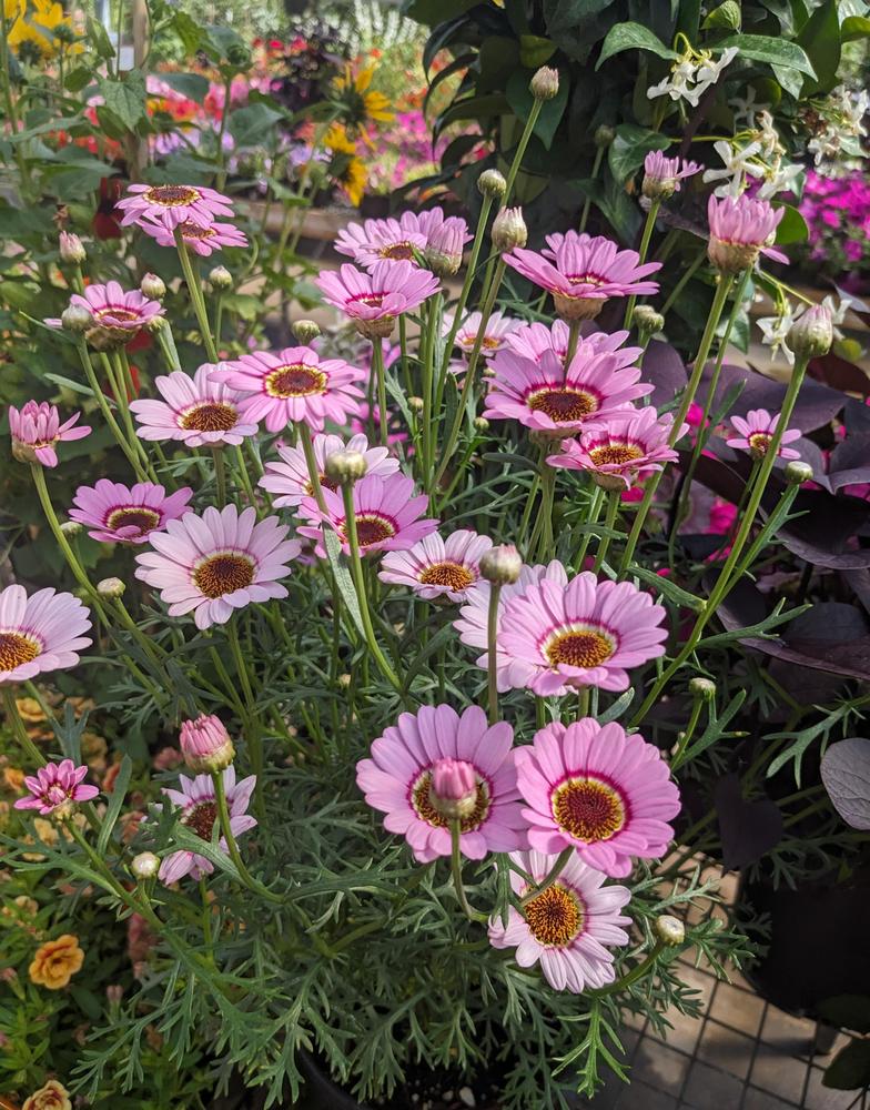 Photo of the entire plant of Marguerite Daisy Hybrid (Argyranthemum ...