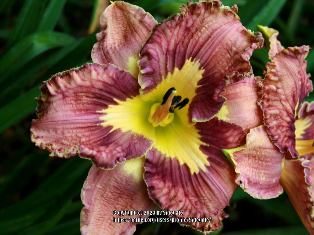Photo of the bloom of Daylily (Hemerocallis 'Spacecoast Pattern Plus ...