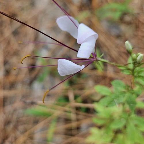 Chinsaga (Gynandropsis gynandra) - Garden.org