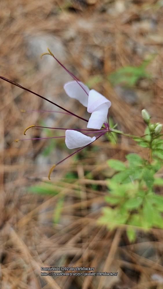 Photo of the bloom of Chinsaga (Gynandropsis gynandra) posted by ...