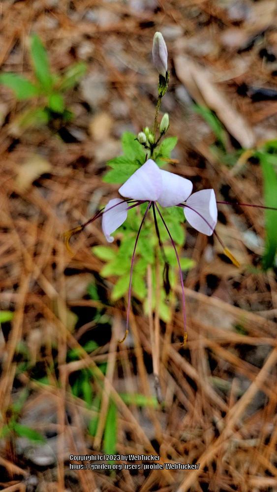Photo of the stamens, filaments and pistils of Chinsaga (Gynandropsis ...