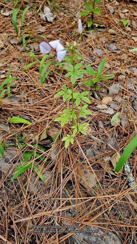 Photo of the entire plant of Chinsaga (Gynandropsis gynandra) posted by ...