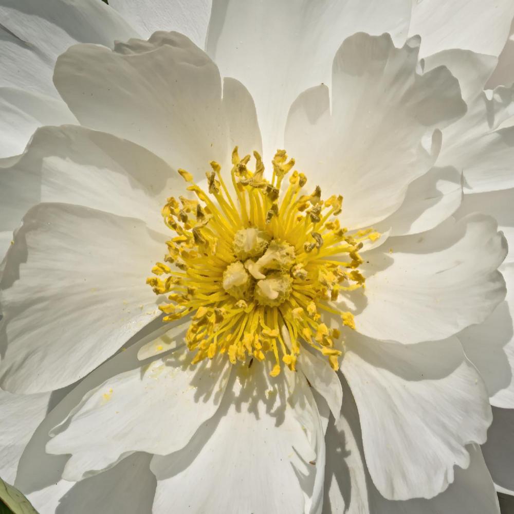 Photo of the stamens, filaments and pistils of Peony (Paeonia 'Walter ...
