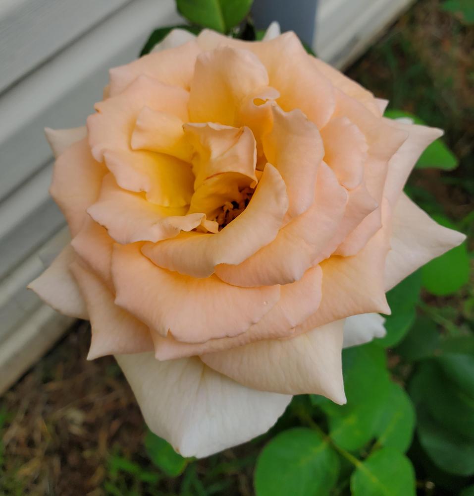 Photo of the bloom of Rose (Rosa 'Over the Moon') posted by emory676 ...