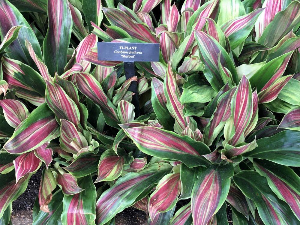 Photo of the entire plant of Ti Plant (Cordyline fruticosa 'Sherbert ...