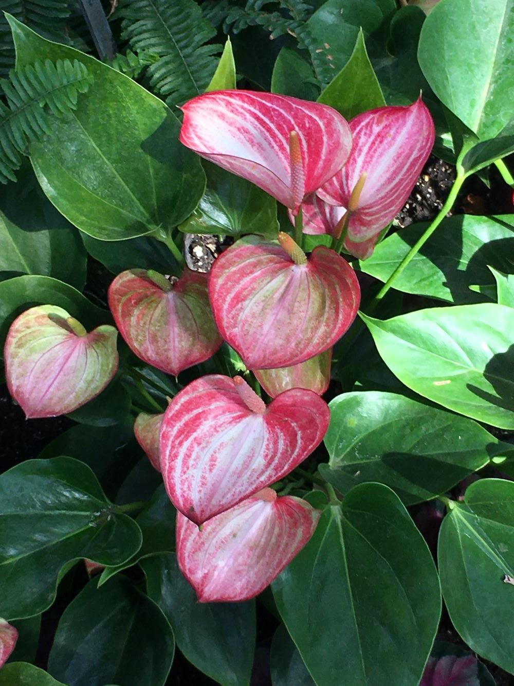 Photo of the bloom of Anthurium Livium® posted by skylark - Garden.org