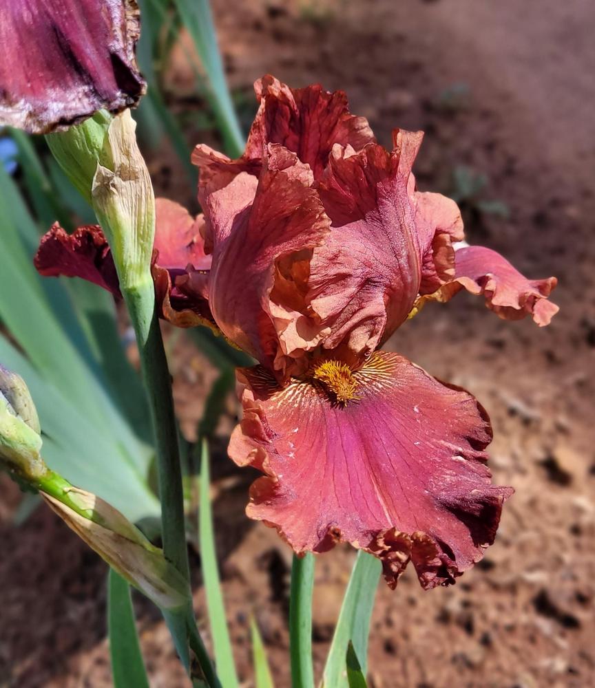 Photo of the bloom of Tall Bearded Iris (Iris 'Working Class Hero ...