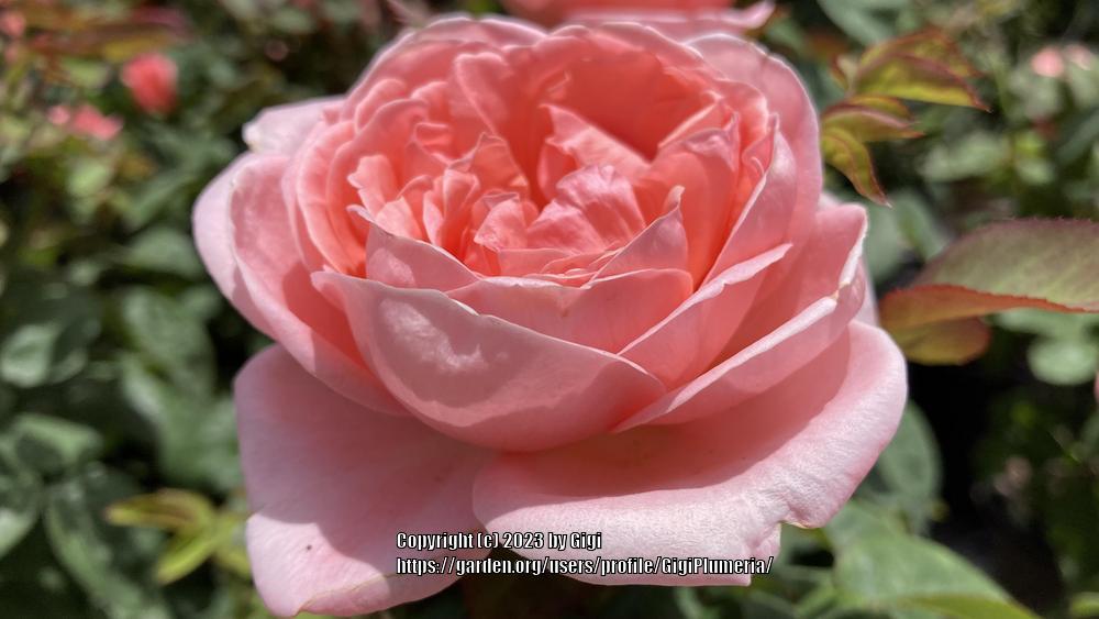 Photo of the bloom of Rose (Rosa 'Mademoiselle Meilland') posted by ...