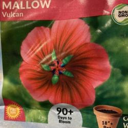 Photo of the entire plant of Malope (Malope trifida 'Vulcan') posted by ...