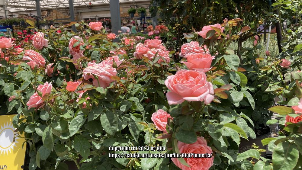 Photo of the entire plant of Rose (Rosa 'Mademoiselle Meilland') posted ...