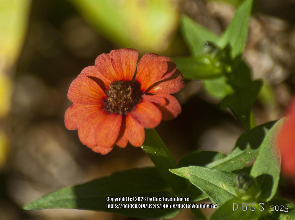 Photo of the bloom of Peruvian Zinnia (Zinnia peruviana) posted by ...