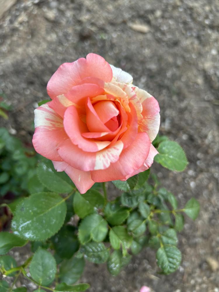 Newsletter for July 22nd, 2023