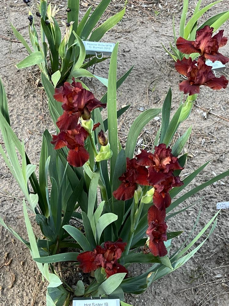 Photo of the entire plant of Intermediate Bearded Iris (Iris 'Hot Sister') posted by Mtngoat ...