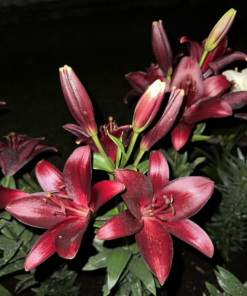 Photo of the bloom of Lily (Lilium 'Malbec') posted by Raimisx9 ...