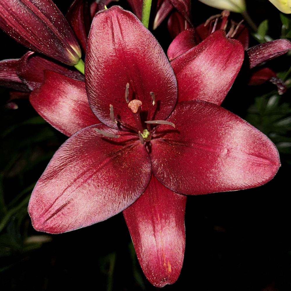 Photo of the bloom of Lily (Lilium 'Malbec') posted by Raimisx9 ...