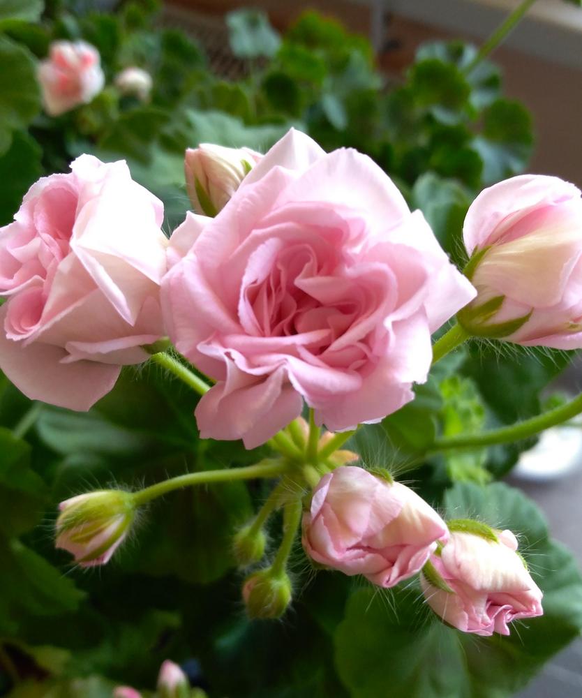 Pelargonium 'Millfield Rose' in the Pelargoniums Database - Garden.org