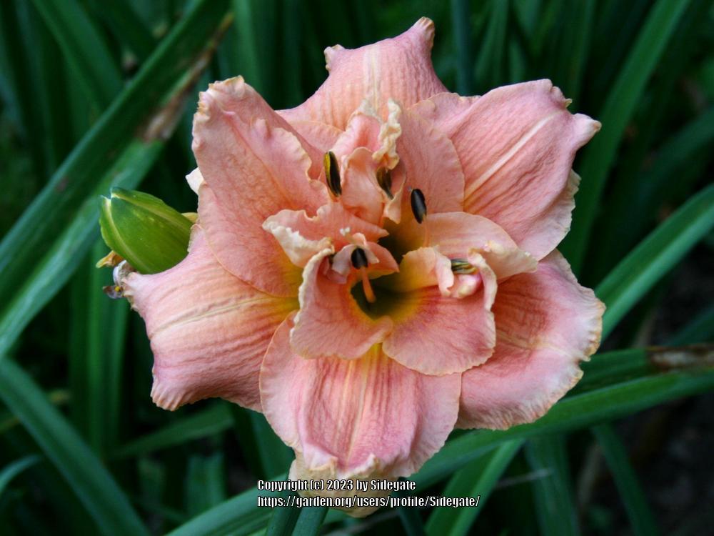 Daylily (Hemerocallis 'Anna Madrigal') in the Daylilies Database - Garden.org