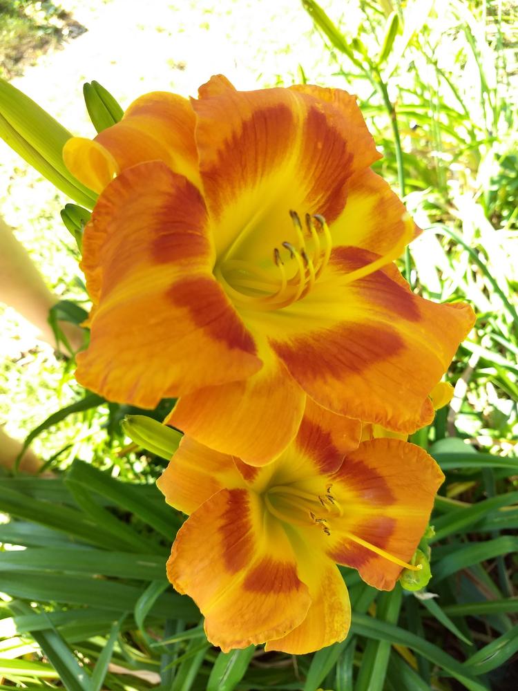 Photo of the bloom of Daylily (Hemerocallis 'Sunny Pinwheel') posted by ...