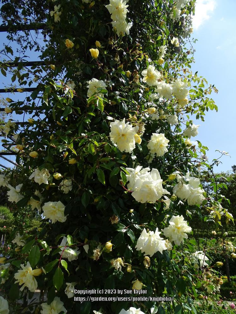 Photo of the bloom of Rambling Rose (Rosa 'Alberic Barbier') posted by ...