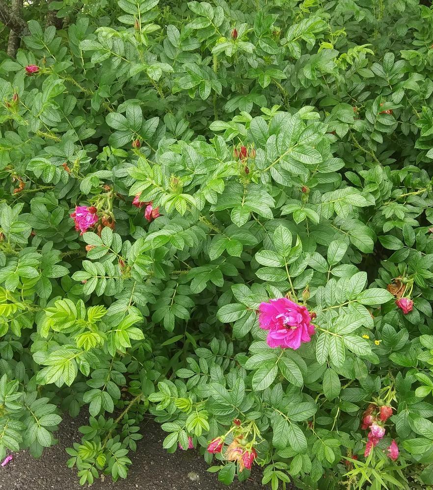 Photo of the entire plant of Rose (Rosa rugosa 'Hansa') posted by ...