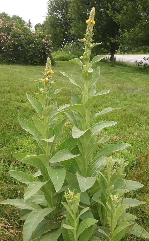 Photo of the entire plant of Common Mullein (Verbascum thapsus) posted ...