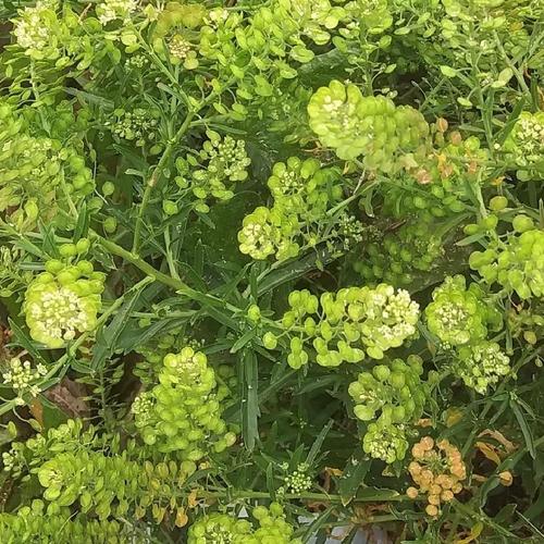 Field Pennycress (Thlaspi arvense) - Garden.org