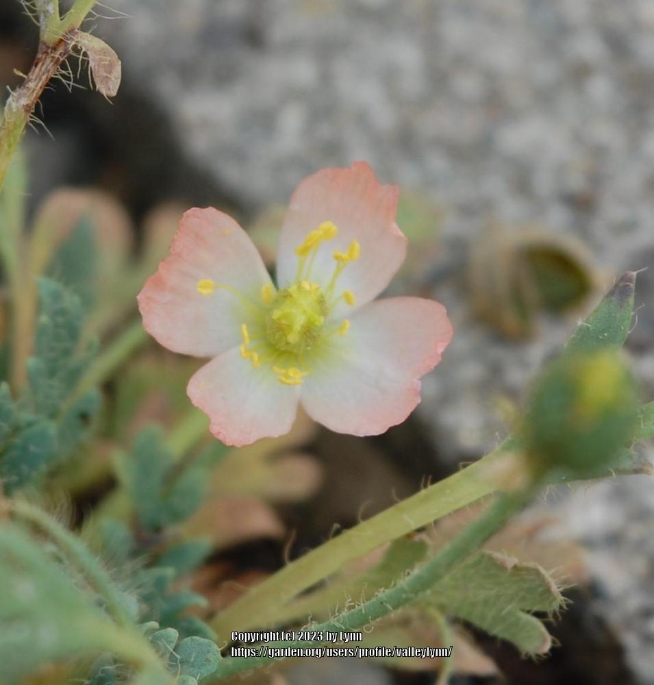 Dwarf Pink Poppy (Oreomecon alborosea) - Garden.org