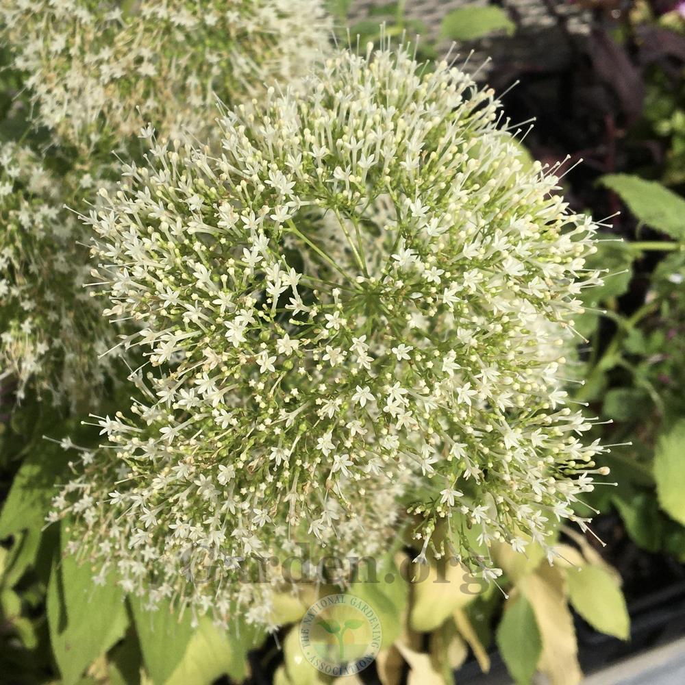 Photo of the bloom of Blue Throatwort (Trachelium caeruleum 'Passion in ...