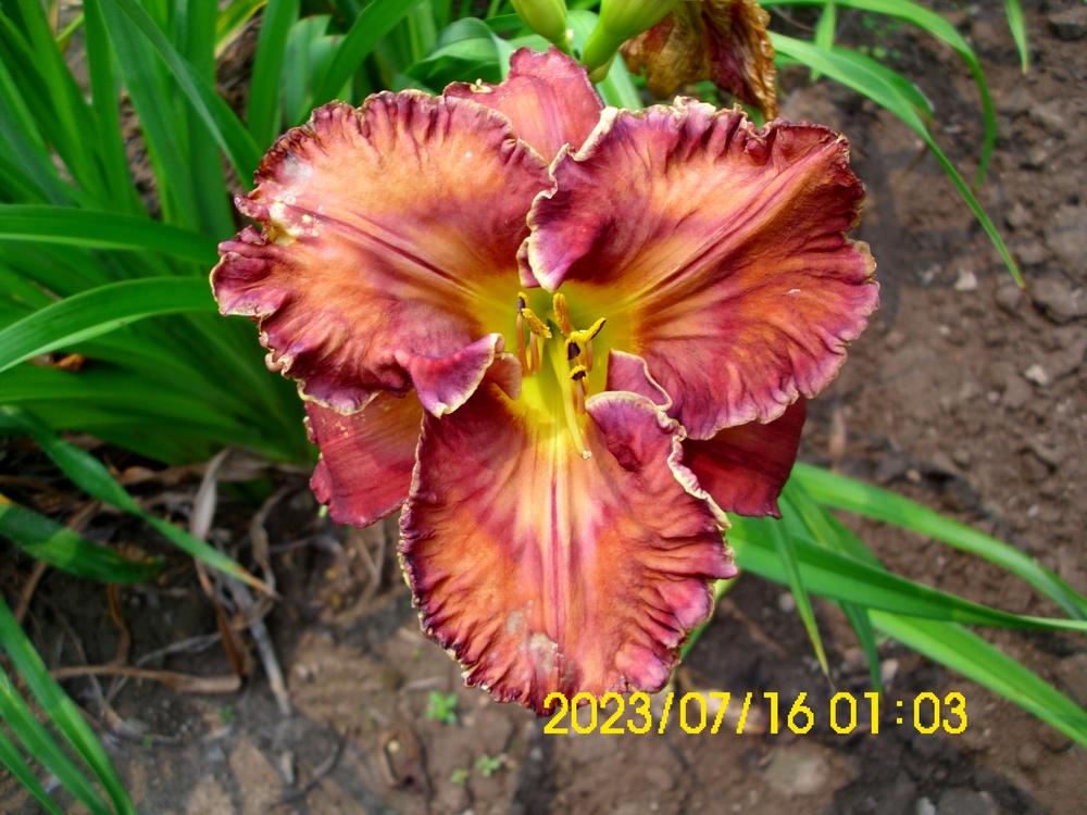 Viewing post #2969542 by ShakespearesGarden - Garden.org