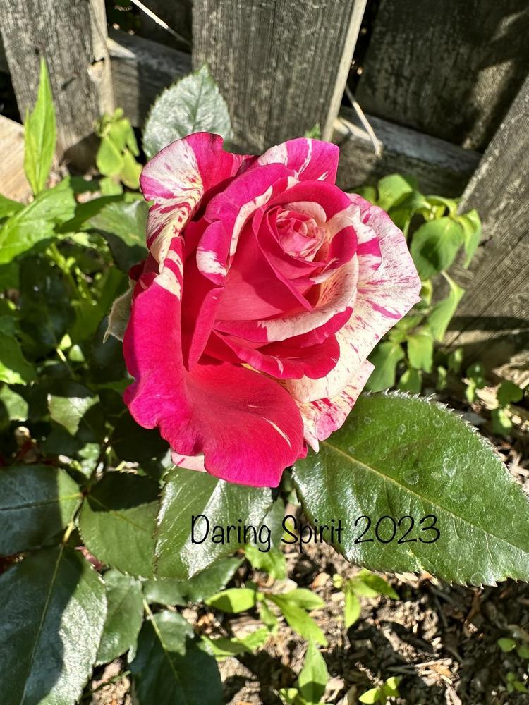 Photo of the bloom of Rose (Rosa 'Daring Spirit') posted by Eric_C ...