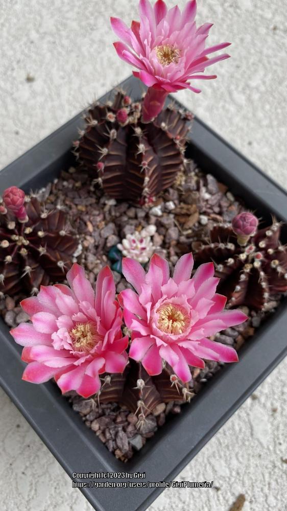 Photo of the bloom of Moon Cactus (Gymnocalycium stenopleurum 'Hibotan ...