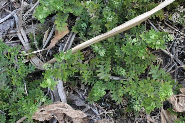 Photo of the entire plant of Quimpe (Lepidium didymum) posted by ...