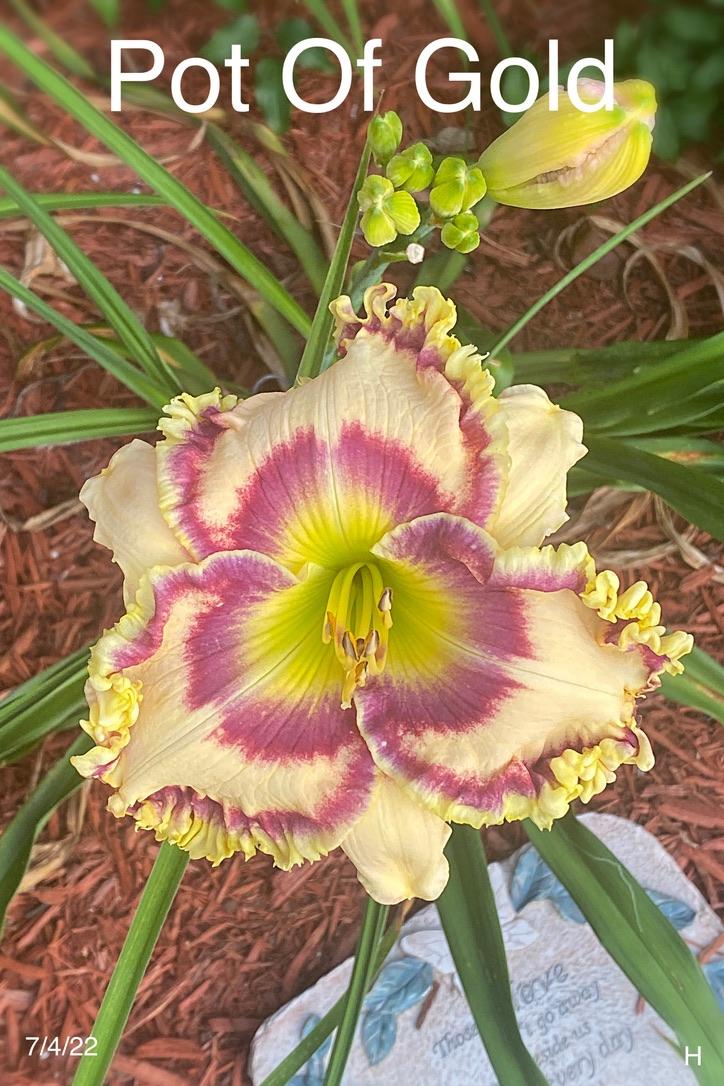 Photo of the bloom of Daylily (Hemerocallis 'Pot of Gold from Gascone ...