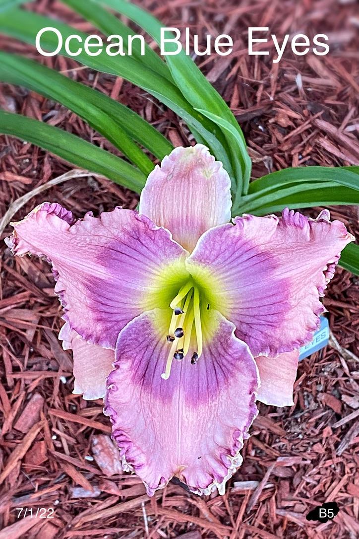 Photo of the bloom of Daylily (Hemerocallis 'Ocean Blue Eyes') posted ...