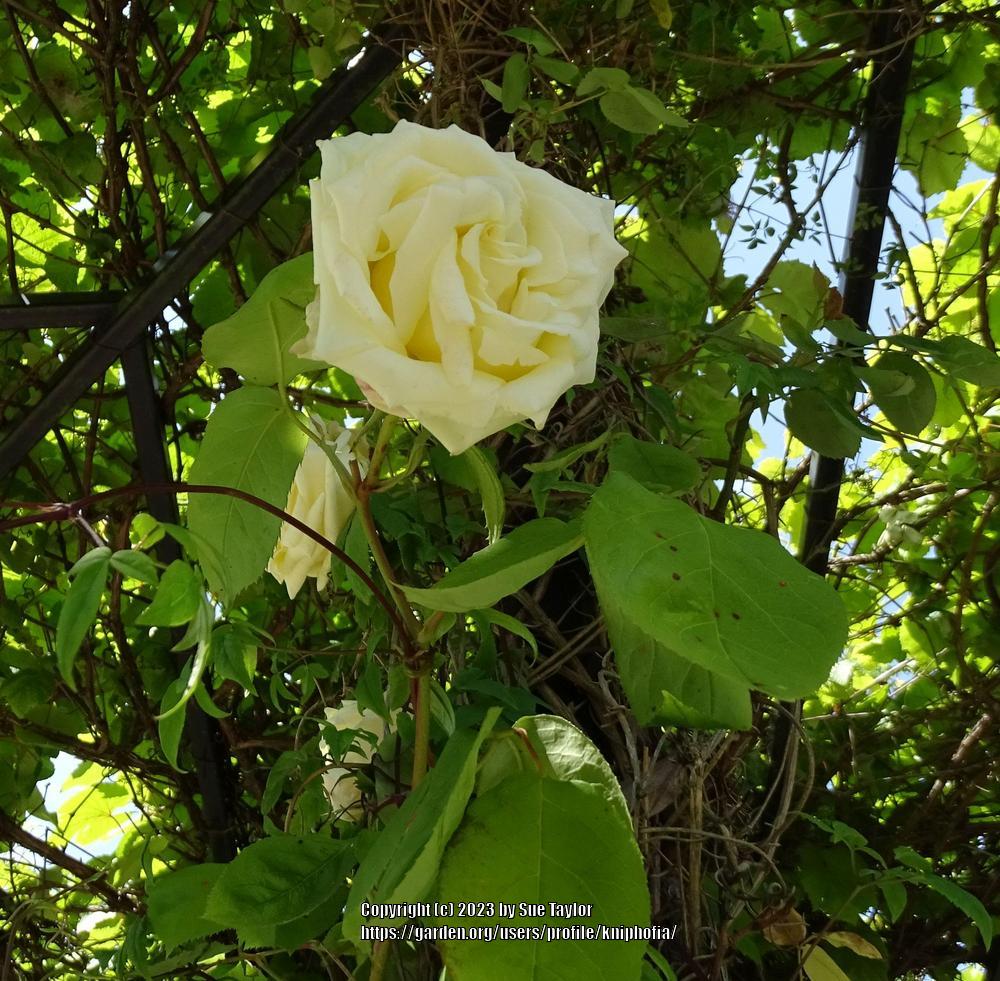 Photo of the bloom of Rose (Rosa 'Paul's Lemon Pillar') posted by ...