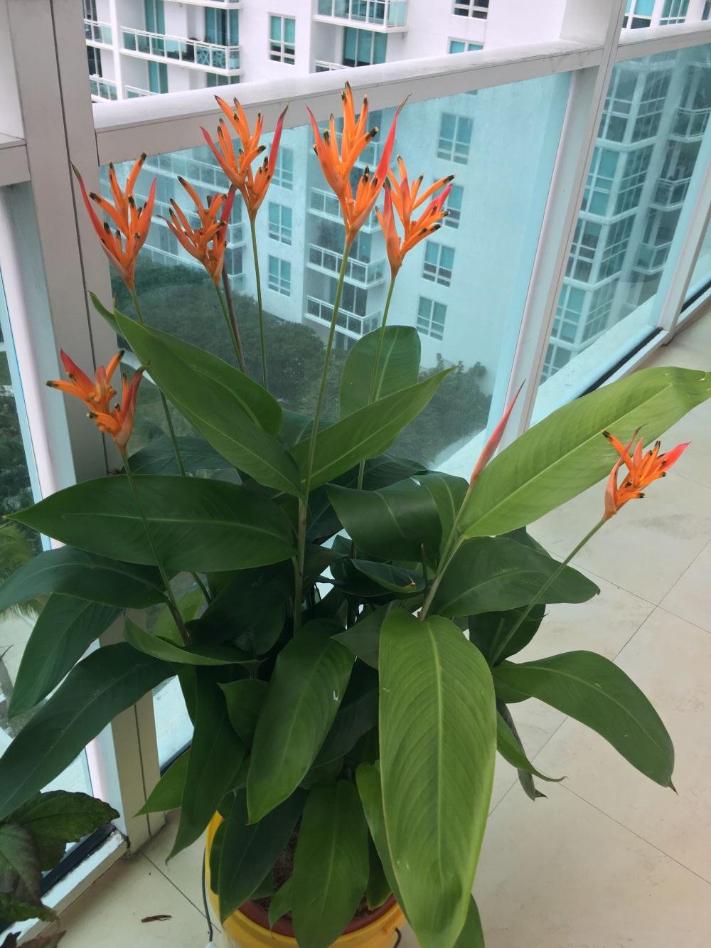 Parrot's Beak (Heliconia psittacorum 'Choconiana') - Garden.org